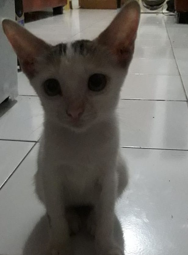 Lagi (Lagi) Si Kucing Liar | Dewipuspasari's Weblog