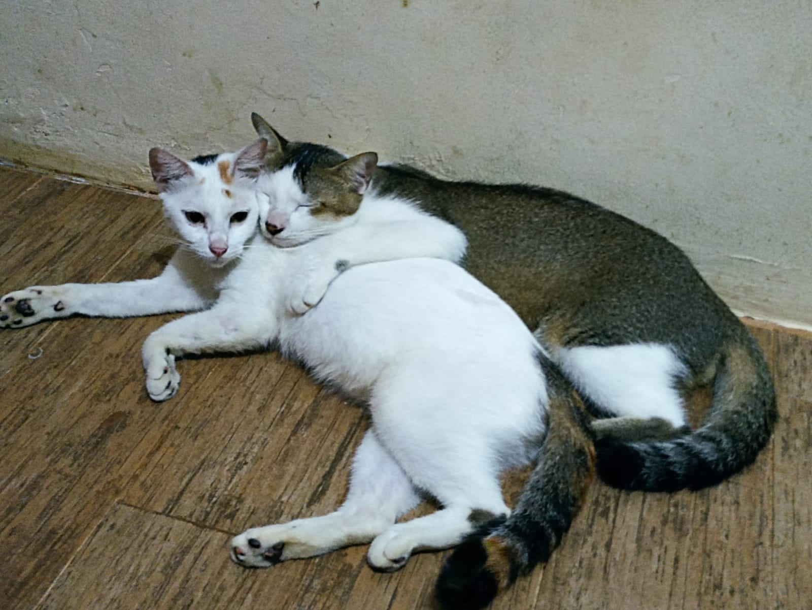 Kucing Manja | Dewipuspasari's Weblog