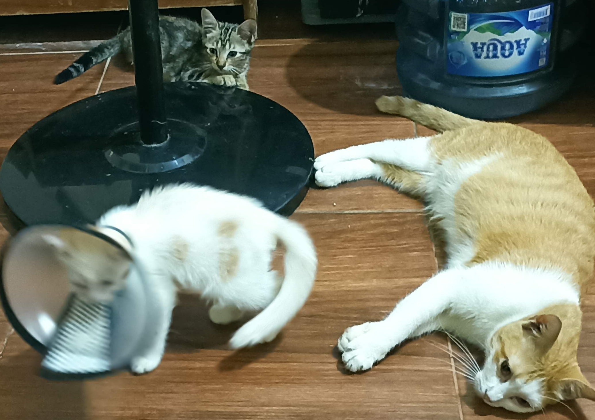 Corong Kucing | Dewipuspasari's Weblog