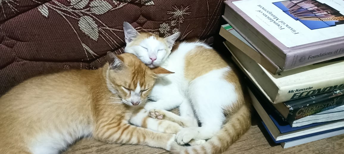 Generasi Kucing Oren | Dewipuspasari's Weblog