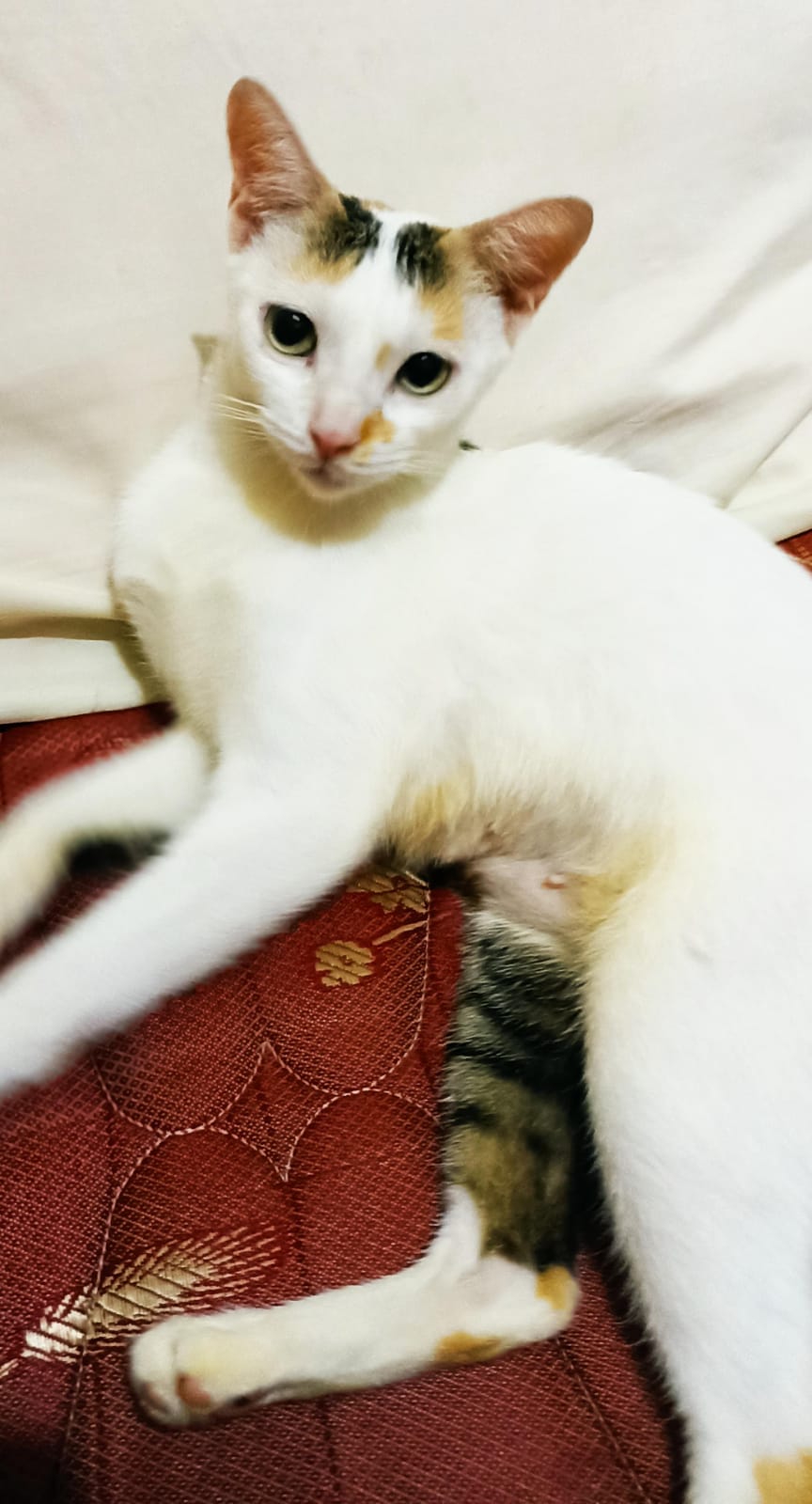 Kucing Sam Dulu dan Kini | Dewipuspasari's Weblog
