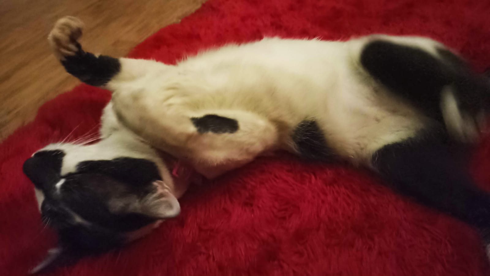 Bintang Kecil dan Kucing Badut | Dewipuspasari's Weblog