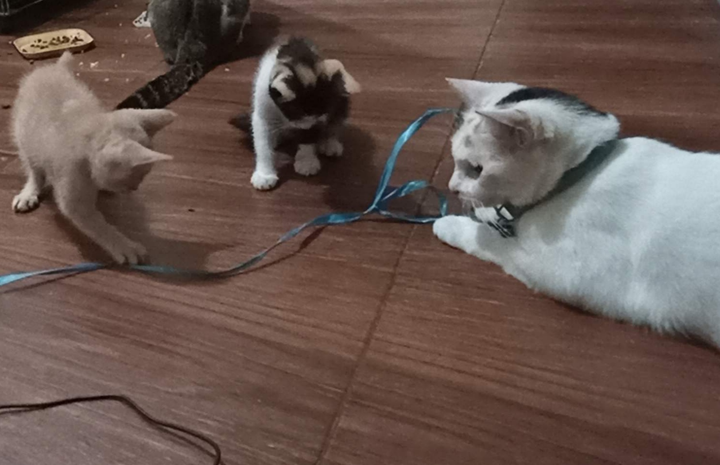 Kucing Main Tarik Tali | Dewipuspasari's Weblog
