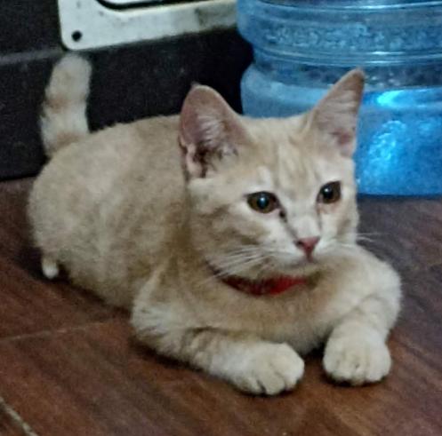 Momo, Kamu Kemana? | Dewipuspasari's Weblog